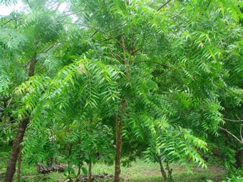 El Jardín De Judith Árbol Del Neem La Farmacia HindÚ