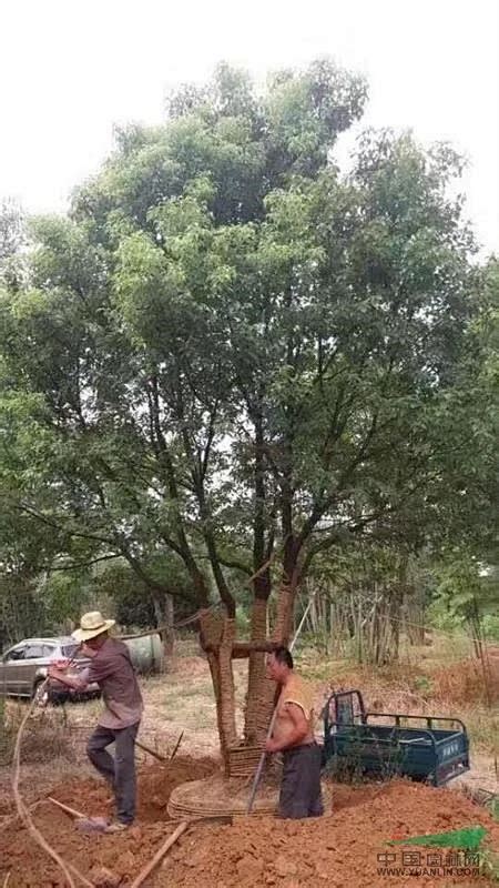 丛生香樟 花瓣网