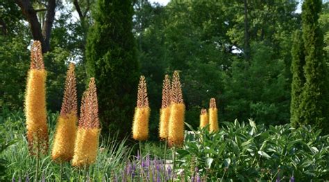 How To Plant Grow And Care For Foxtail Lilies