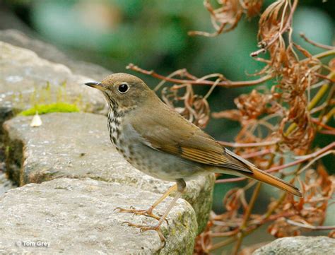 Vermont State Bird Hermit Thrush [history Facts And More]