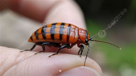 Potato Bug Bite Poisonous At Janis Clayson Blog