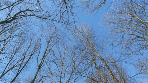 Premium Photo Leafless Maple Tree In Autumn Natures Intricate Design