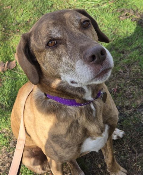The Sanctuary After Living Outside For 3 Years Tied Up To A Chain We Are Happy To Announce