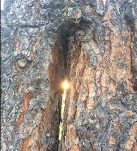 Native American Marker Trees