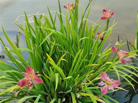 Iris Louisiana Kissie Aquatic Plants Nursery