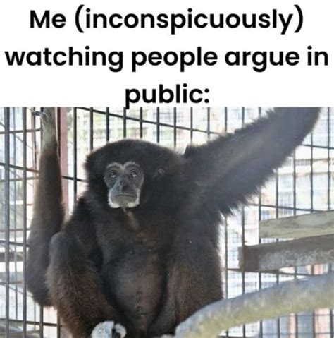 Gorilla Meme Dump 50 Primate Punchlines In One Swing