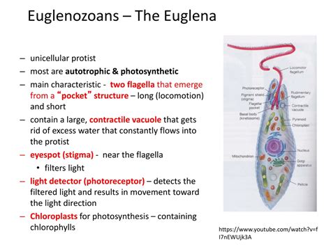 Ppt The Protists Powerpoint Presentation Free Download Id9126728