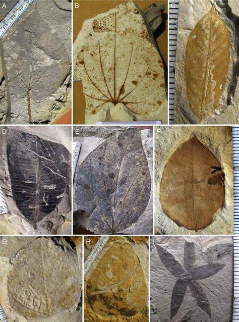 Gw2 Leaf Fossil At Alfred Sullivan Blog