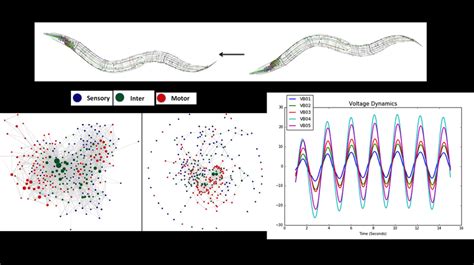 Two Layers Of The Neuronal Network Of C Elegans Top An Example Of
