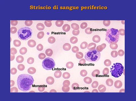 Ppt Eritrociti Powerpoint Presentation Free Download Id4598242