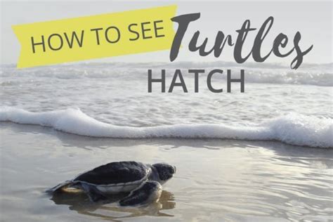 How To See Turtles Nest And Hatch In Mexico Castaway With Crystal