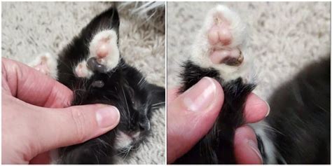 Syndactyly Kitten Hopes To Find A Forever Home As Perfect As Him