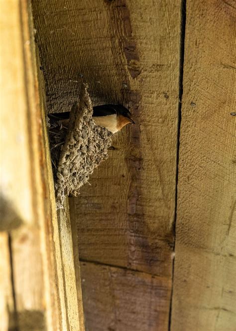 Barn Swallow Nesting