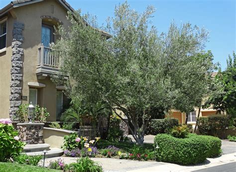 Olive Trees For Landscaping Wcypm