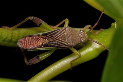 Adult Leaf Footed Bug Stock Image Image Of Entomology 230701597