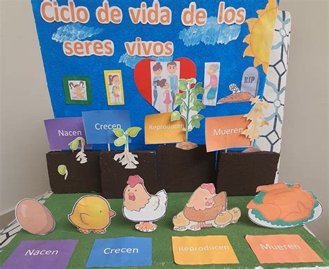 Maqueta Ciclo De Vida De Los Seres Vivos Artofit