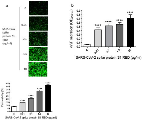 Molecular Analysis Of Sars Cov 2 Spike Protein Induced Endothelial Cell Permeability And Vwf