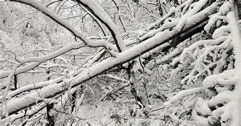 폭설·한파에 나무 쓰러져…인제 자작나무숲 탐방 통제