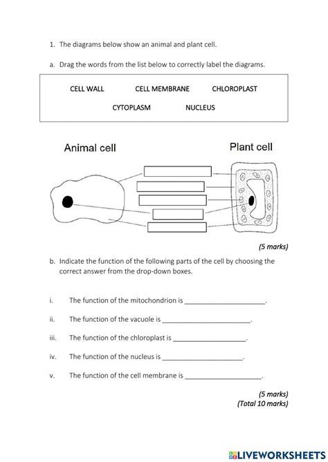 Free Science Cells Worksheet Download Free Science Cells Worksheet Png