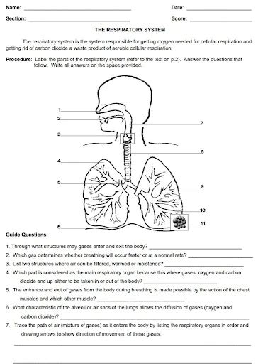 Namedatesection Score The Respiratory Systemthe Respiratory Syst