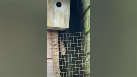 Mission Impossible Not For This Mouse Mouse Climbing Funny