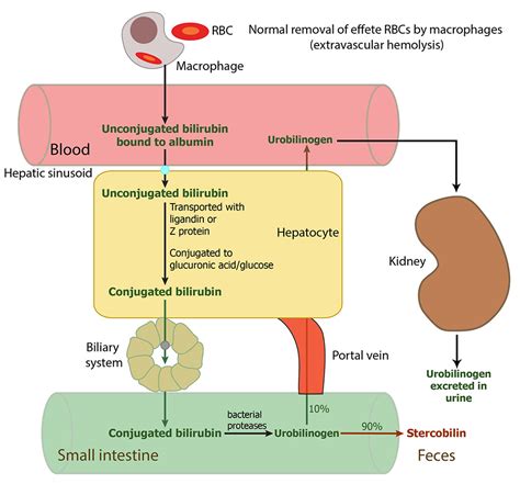 Bilirubin Metabolism Flow Chart
