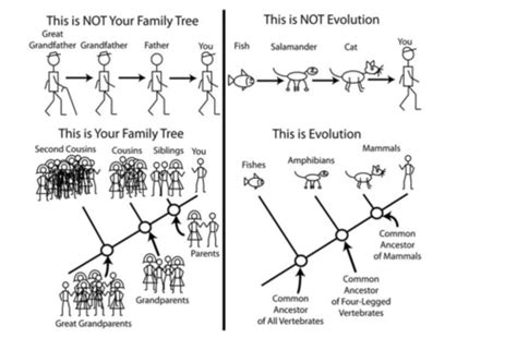Speciation And Phylogeny Flashcards Quizlet