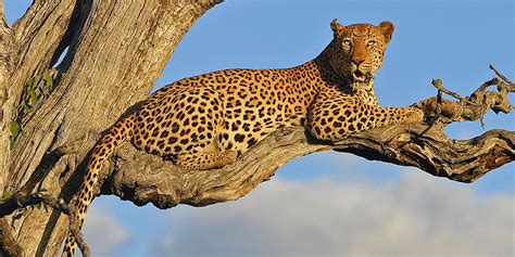 Tsavo West National Park Lava Landscapes Big Game And Springs