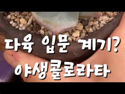 다육 입문 계기 였던 야생콜로라타씨 기다리고 기다렸던 자구 싹뚝 다육식물 다육이 자구 걸이대 교배종 야생콜로라타 hyb
