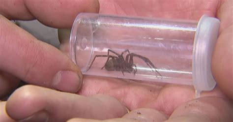 Why You Should Embrace Not Kill Spiders This Summer