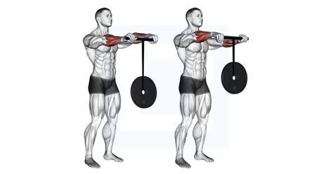 Dumbbell Reverse Wrist Curl Guide Benefits And Form