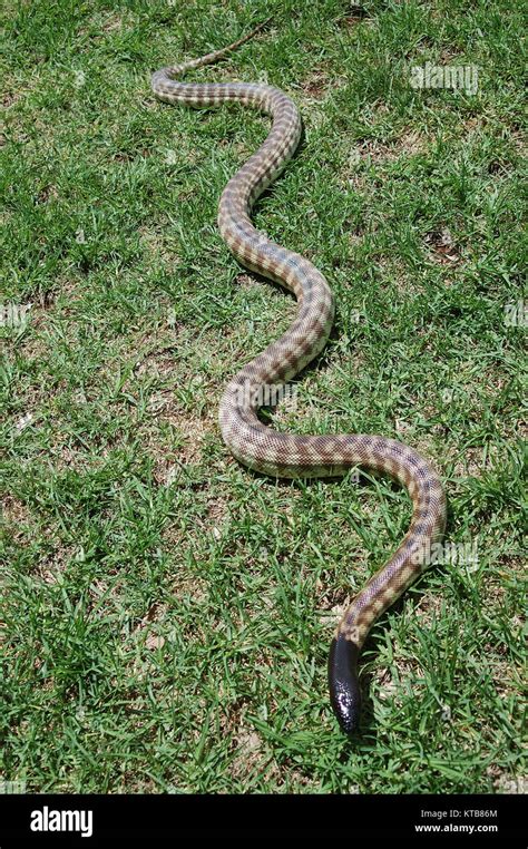 Australian Black Headed Python Aspidites Melanocephalus In The Grass