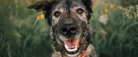 What Is A Mutt Understanding Mixed Breed Dogs
