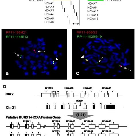Pdf A Novel Translocation Involving Runx1 And Hoxa Gene Clusters In A