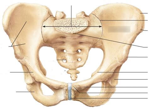 Anatomy Lab Quiz 2 ~ Diagram 12 14 Diagram Quizlet