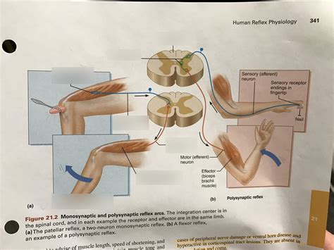 figure 21 2 monosynaptic and polysynaptic reflex arcs diagram quizlet