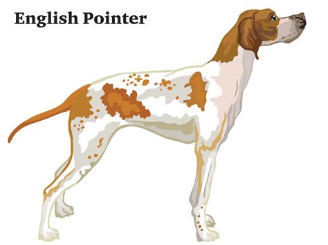 English Pointer Character Nutrition Care