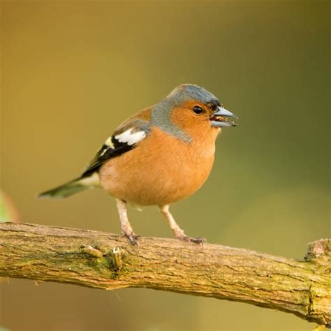 Chaffinch Bto