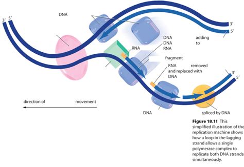 Diagram Of Replication Machine Biology 30 Ib Sl Part 1 Quizlet