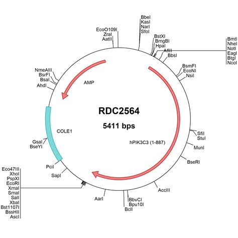 Vps34 Pik3c3 Products Randd Systems