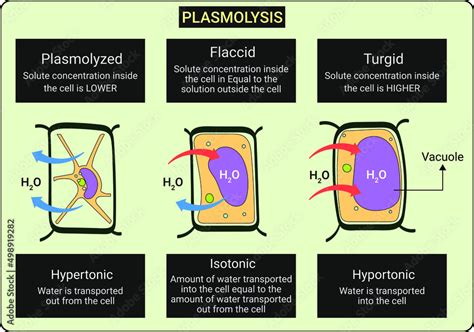 Plasmolysis
