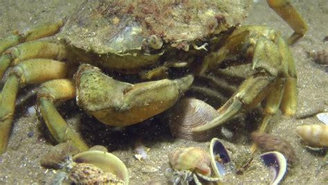 Green Crab Explores Bivalve Shell Stock Footage Video 100 Royalty