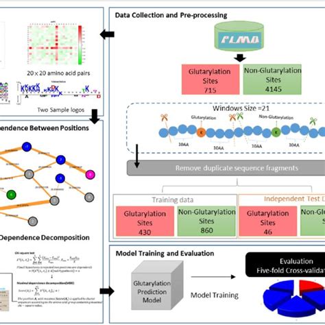 Flowchart Of Performing Protein Glutarylation Site Prediction In This Download Scientific