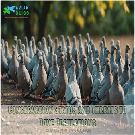 Types Of Doves Beautiful Species You Need To Know With Photos