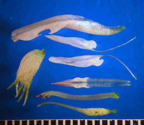 Astragalus Bisulcatus Fabaceae