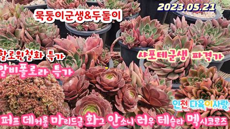 인천다육이사랑4묵둥이샤포테13천할로윈철화특가퍼프데커룸마리드금화그안소니알비폴로라2만러우테슬라멕시코로즈 Youtube