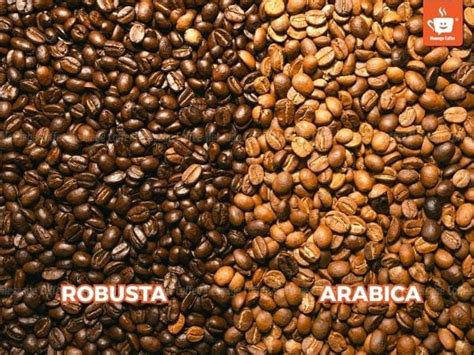 Cách Pha Cà Phê Hướng Dẫn đầy đủ Từ Truyền Thống đến Hiện đại