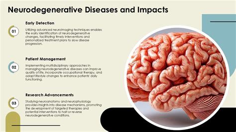 Neuroanatomy And Neurophysiology Ppt Example Acp Ppt Powerpoint