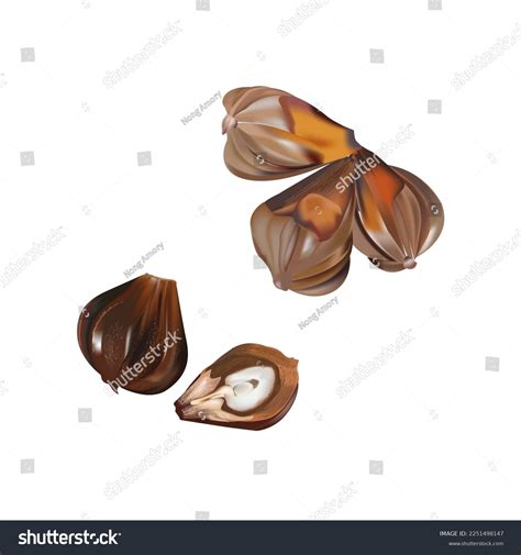 Nipa Palm Cleave Fresh Make Food Stock Vector Royalty Free 2251498147 Shutterstock