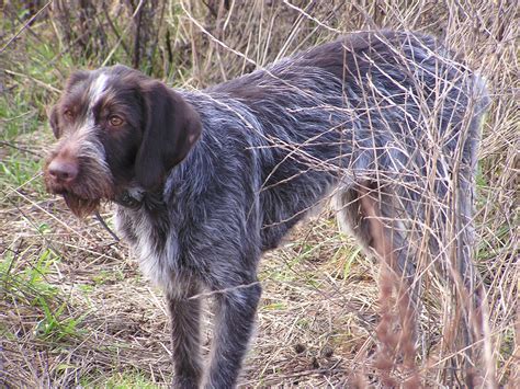 German Wirehaired Pointer Breed Guide Learn About The German